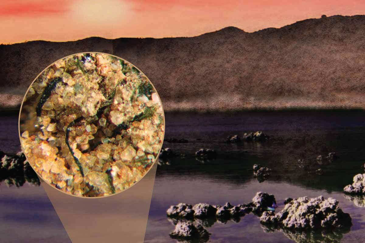 Ancient Biocrusts Microorganisms Helped Seas With Nitrogen